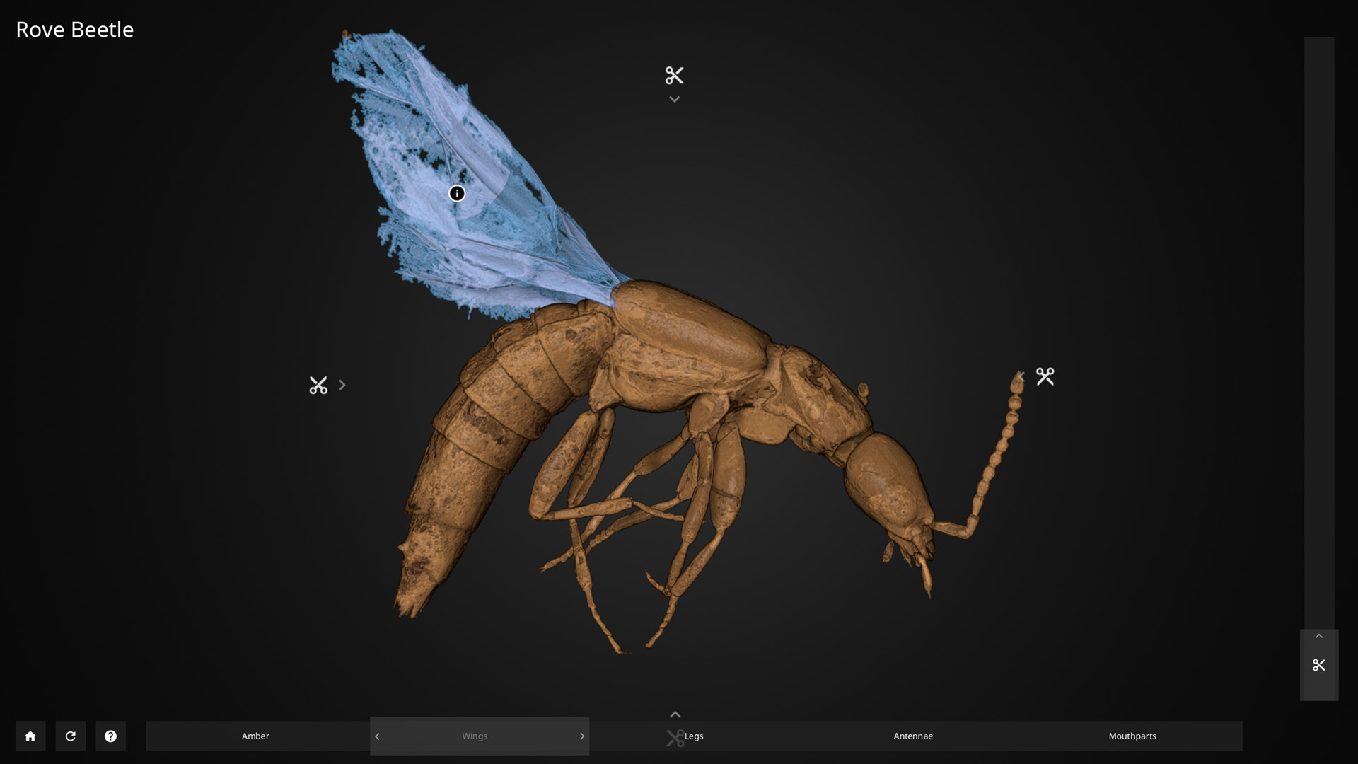 Inside Explorer: Insects in Amber | Steambase