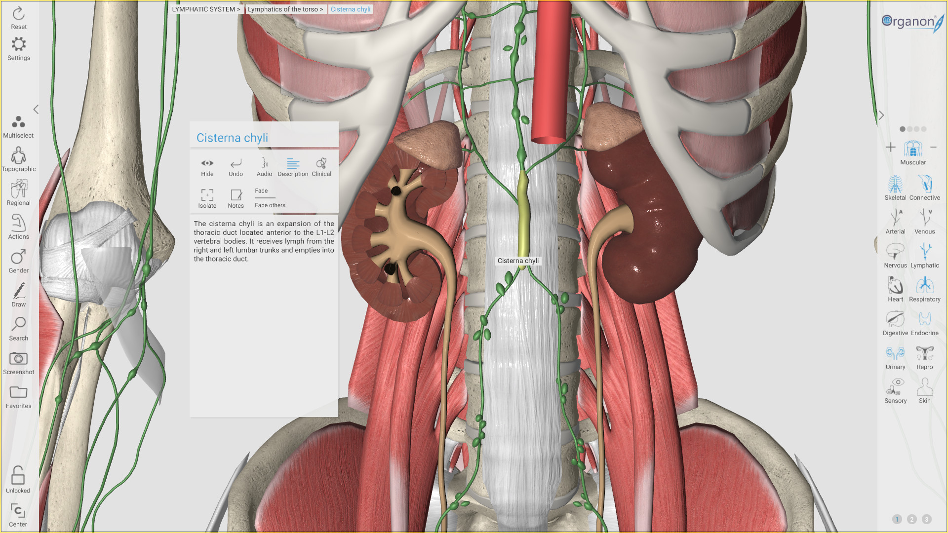 3D Organon Anatomy · 스팀