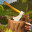 A Game About Chopping Trees Demo on Steam